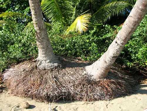 Palm Tree Roots How Deep Do They Grow 