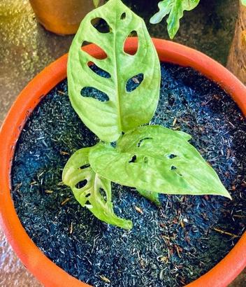 Are Monstera Plants Safe For Dogs