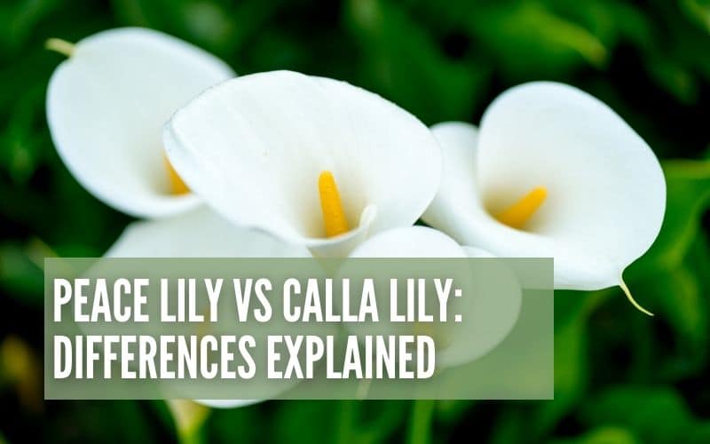 Peace Lily Vs Calla Lily Differences Explained Peace Lily Vs Calla Lily Differences Explained