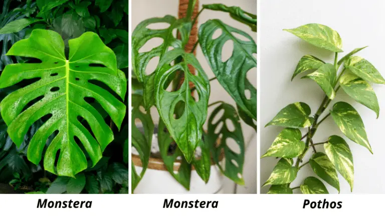Monstera vs Pothos - What's The Difference?